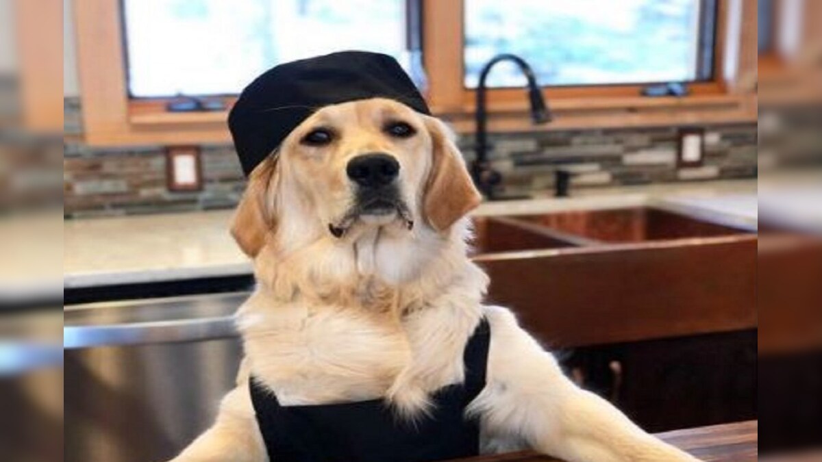 Chef badger: ಈ ನಾಯಿಗೆ ತಿನ್ನೋದು ಮಾತ್ರ ಅಲ್ಲ ಅಡುಗೆ ಮಾಡೋಕು ಬರುತ್ತೆ; ವಿಡಿಯೋ ...