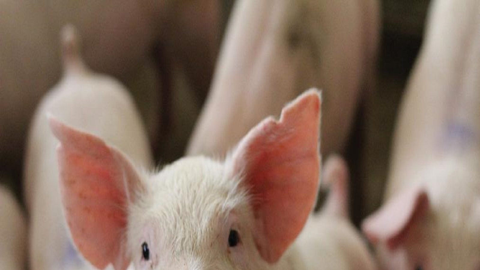 Farmers in UK and Europe using sunscreen on pigs as sizzles in heat ...