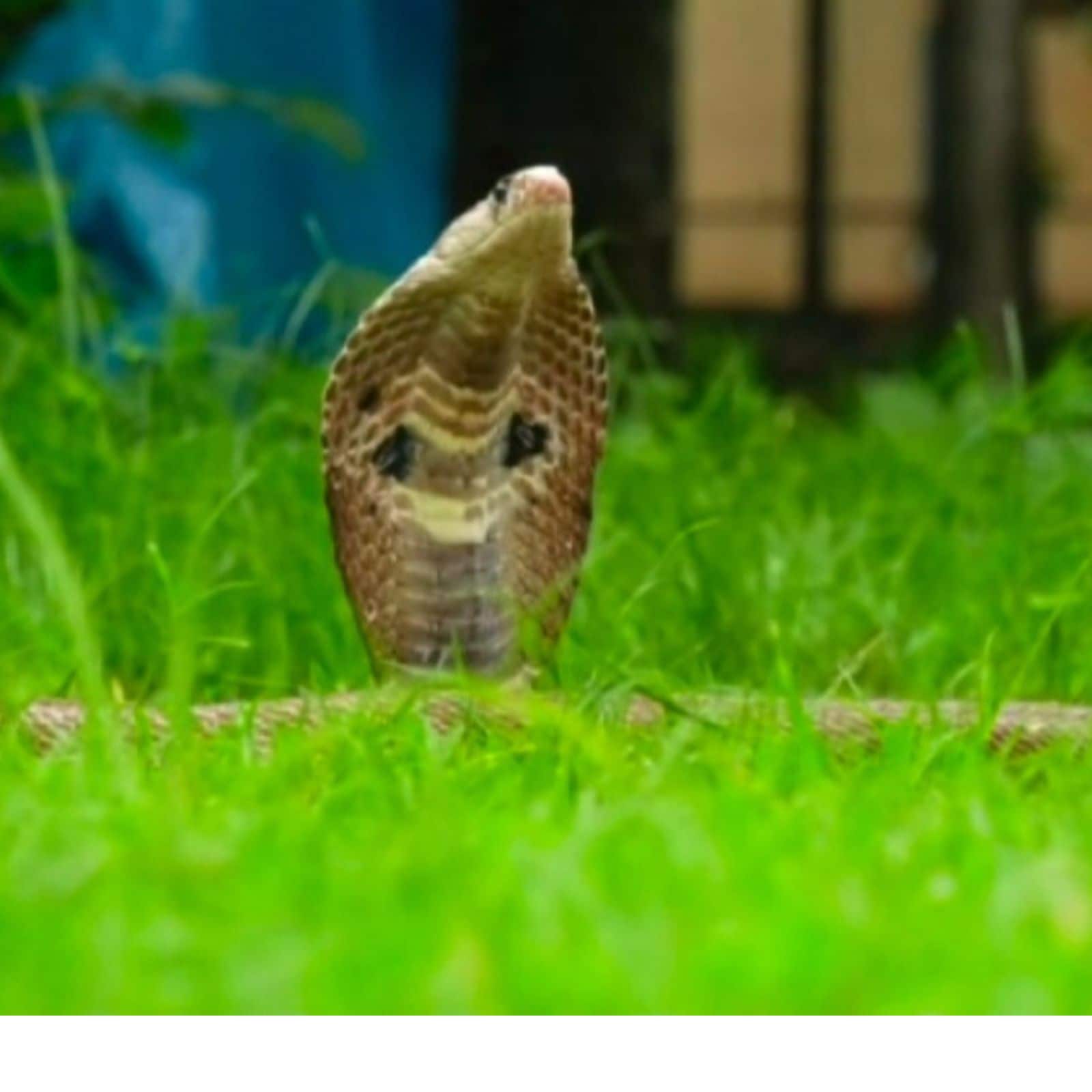 ಹಾವು ಕಡಿದು ಮೃತಪಟ್ಟ ಅಣ್ಣನ ಅಂತ್ಯಕ್ರಿಯೆಗೆ ಬಂದ ತಮ್ಮನೂ ಸರ್ಪ ಕಚ್ಚಿ ಸಾವು ...