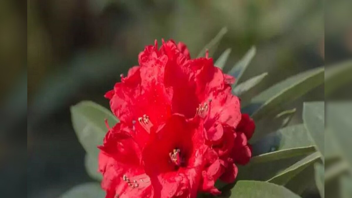 Burans Flower And Beauty: ಚರ್ಮದ ಸಮಸ್ಯೆಗೆ ಹೂವಿನಲ್ಲಿದೆ ಮದ್ದು! ಮುಖದ ಹೊಳಪು ...