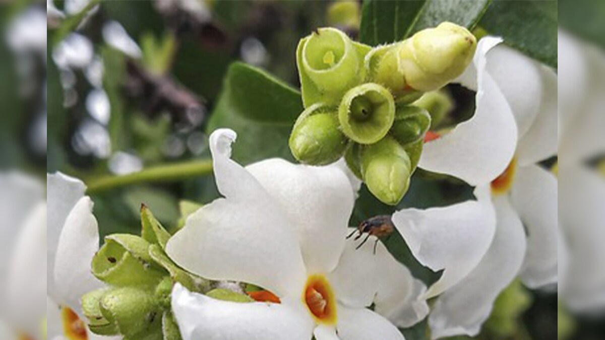 Parijata Flower Story In Kannada | Best Flower Site