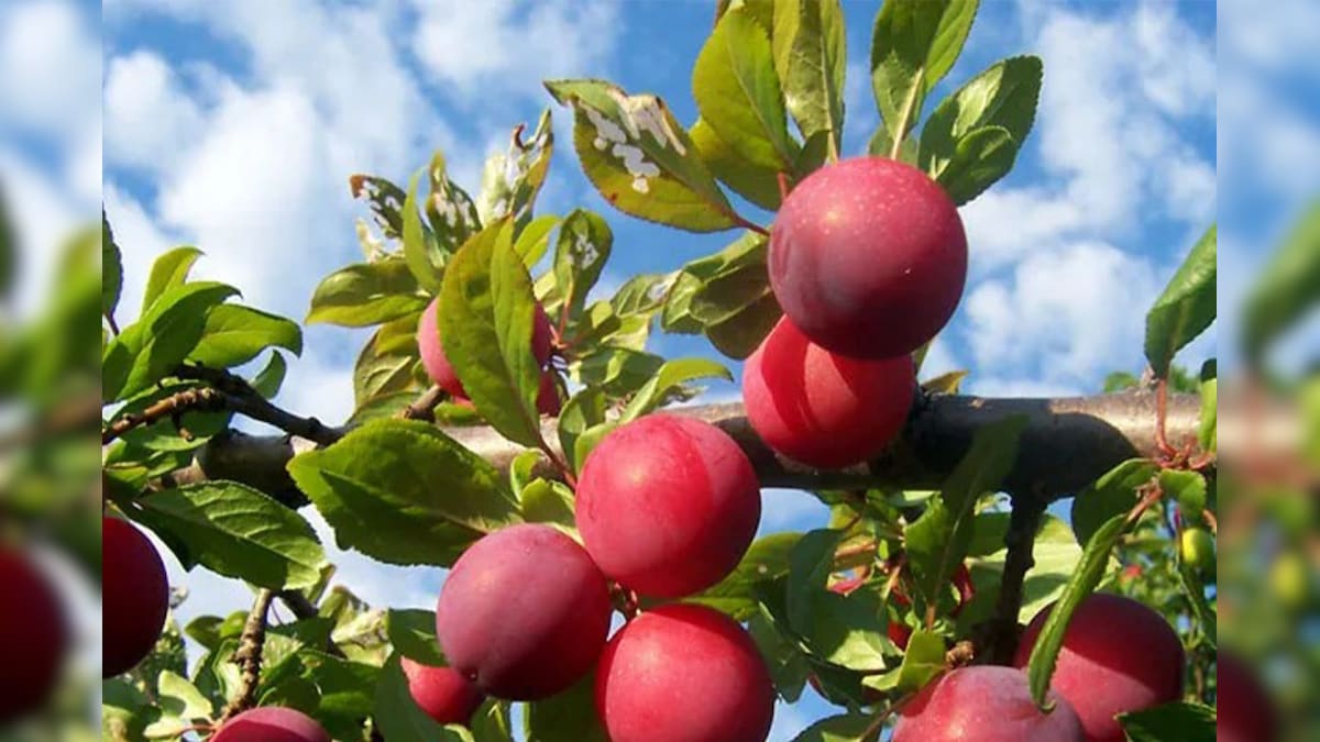 Plum Fruit Benefits: ದಿನಕ್ಕೊಂದು ಪ್ಲಮ್ ಹಣ್ಣು ತಿಂದ್ರೆ ಈ ಸಮಸ್ಯೆಗಳಿಗೆ ...