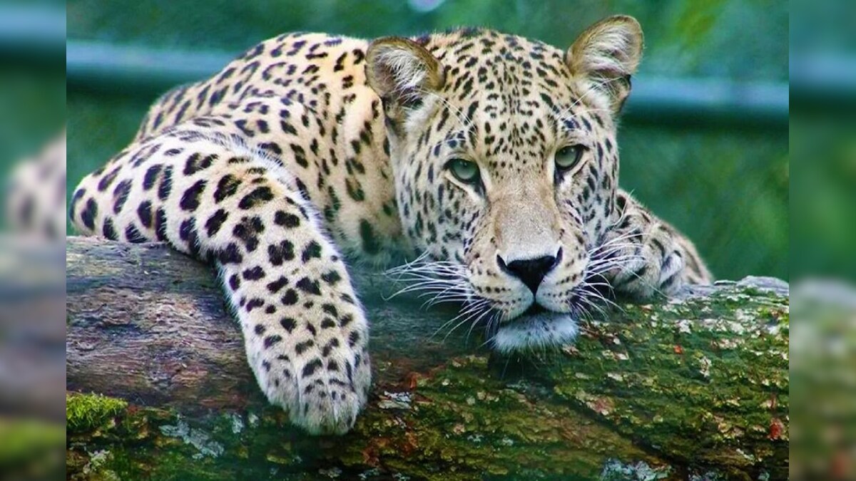 Operation Cheetha: ಕಾಣದಂತೆ ಮಾಯವಾಯಿತೇ ಚಿರತೆ? ಬೆಳಗಾವಿಯಲ್ಲಿ ಆಪರೇಷನ್ ಚೀತಾ ...