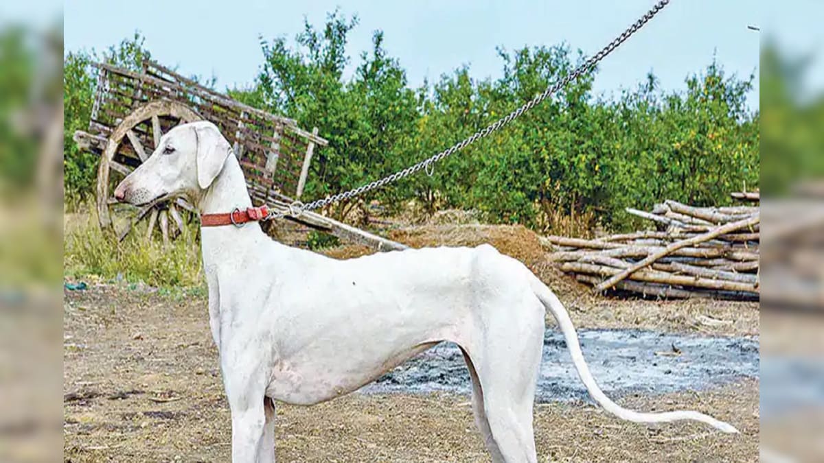 Mudhol Hound Dogs: 3 ರಾಜ್ಯಗಳ ಶ್ವಾನಗಳನ್ನು ಹಿಂದಿಕ್ಕಿ ಬಹುಮಾನ ಗೆದ್ದ ಮುಧೋಳ ...