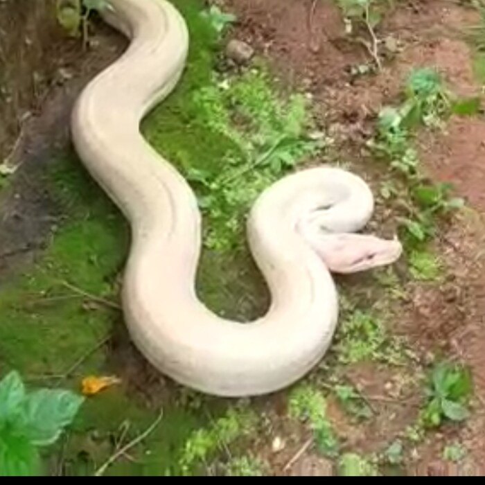 ಬಿಳಿ ಹೆಬ್ಬಾವು ಪತ್ತೆ! ಹಾವಿಗೆ ಬಿಳಿ ಬಣ್ಣ ಬರೋದೇಕೆ? ಫೋಟೋಸ್ ನೋಡಿ