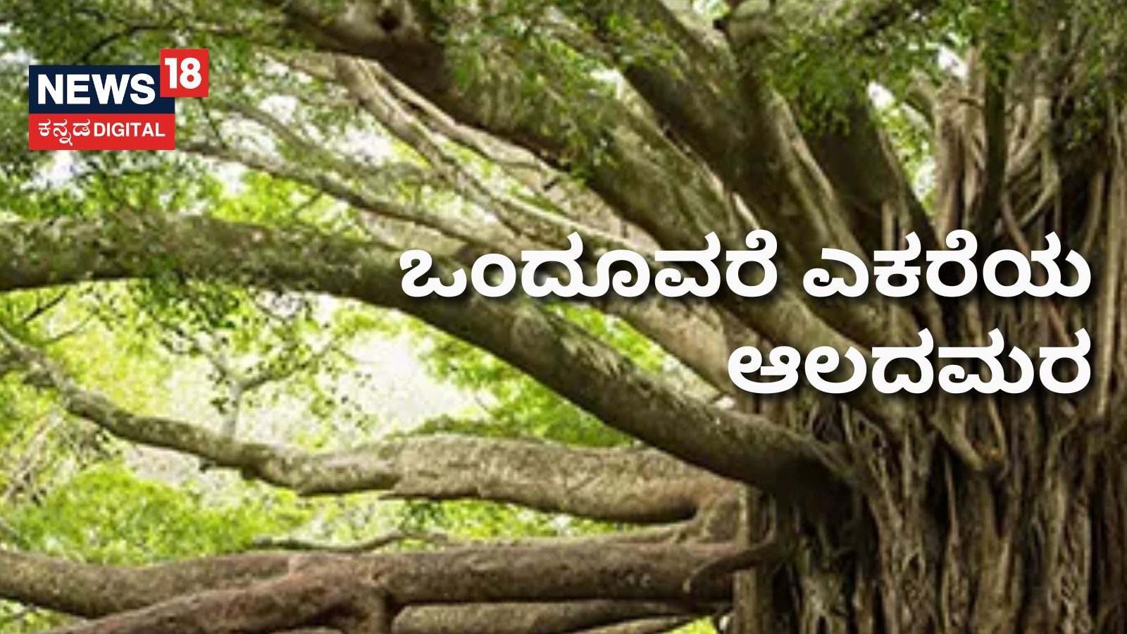 Uttara Kannada: ಅಬ್ಬಬ್ಬಾ! ಆಕಾಶಕ್ಕೇ ಸ್ಪರ್ಧೆ ನೀಡುವ ಆಲದಮರ! ನೋಡಿದ್ರೆ ಅಚ್ಚರಿ ...