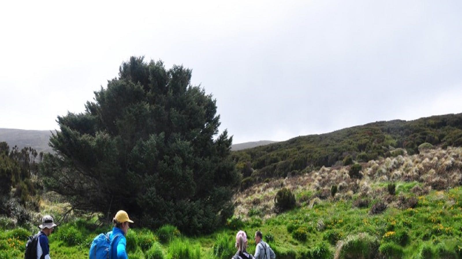 worlds loneliest tree will helps to unlock climate change secrets ...