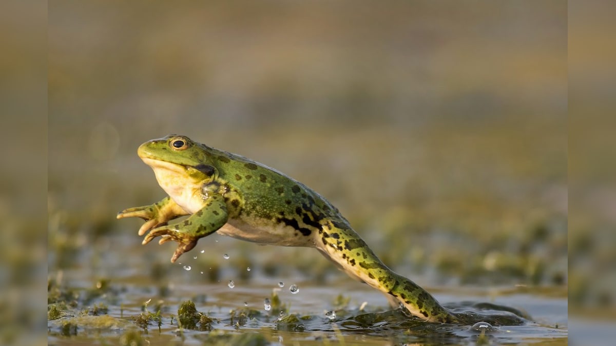 Frogs: ಕಪ್ಪೆಗಳ ಸಾವಿನಿಂದ ಮನುಷ್ಯನ ಜೀವಕ್ಕೂ ಕುತ್ತು ಬರುತ್ತಿದೆಯಂತೆ! ತಜ್ಞರು ...
