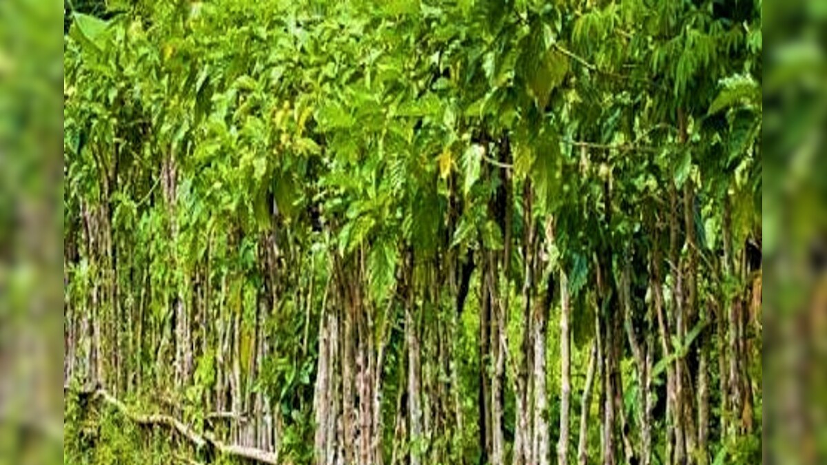 Bio-Fencing: ರೈತರ ಹೊಲದ ರಕ್ಷಣೆಗೆ ಇದೆ ಜೈವಿಕ ಬೇಲಿ! ಕಡಿಮೆ ವೆಚ್ಚದಲ್ಲಿ ...