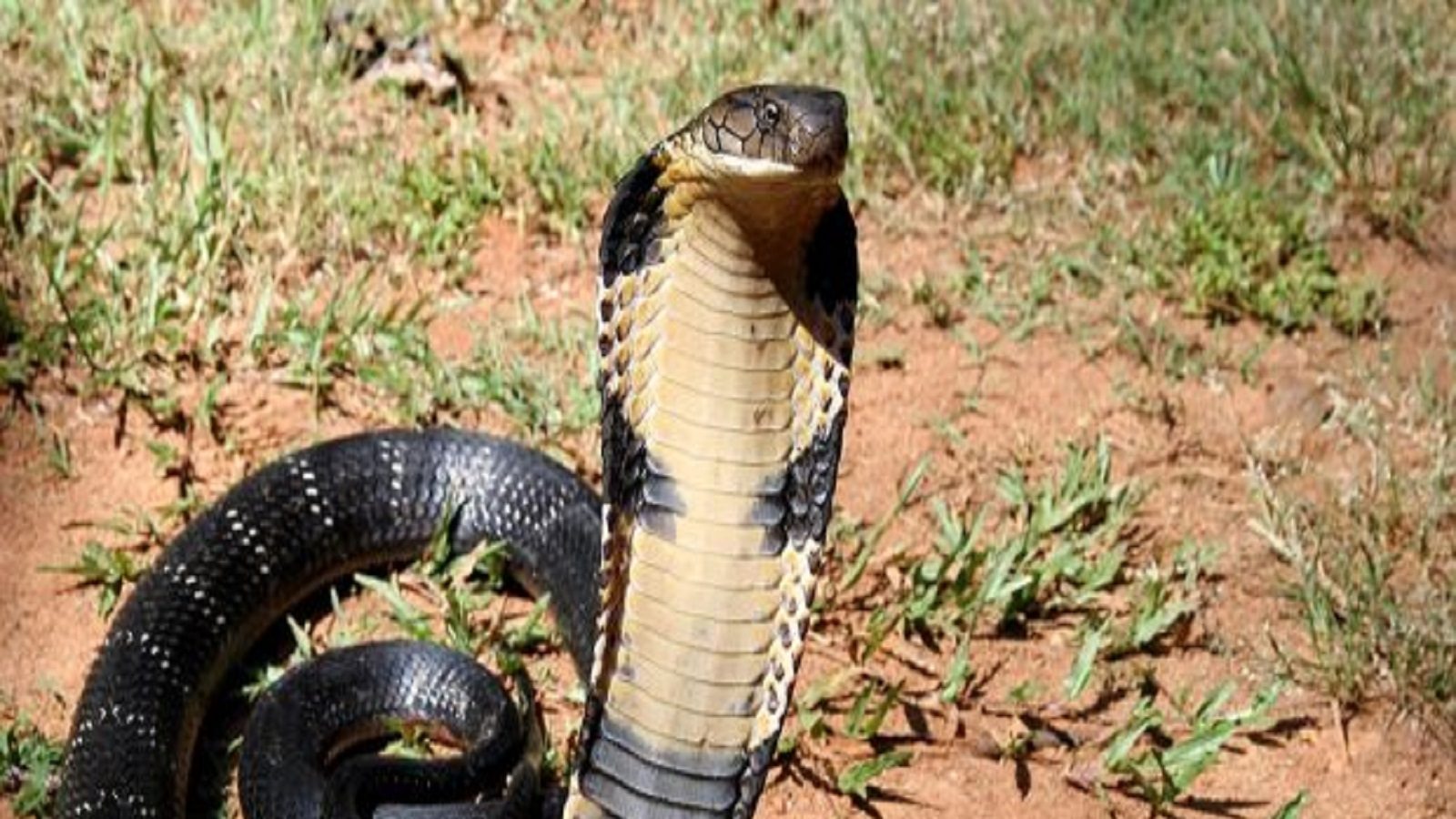 King Cobra Hide In The Car For A Week And Travel 200km King Cobra