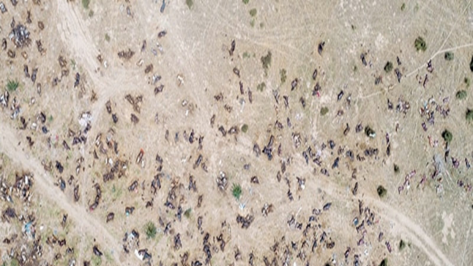 Photo of thousands of cattle dead due to lumpy virus goes viral | Lumpy ...