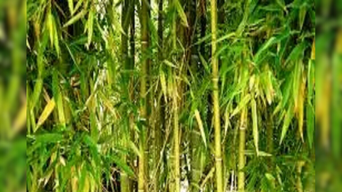 World Bamboo Day: ಬಿದಿರೇ ಇಲ್ಲದಿದ್ದರೆ ಇದೆ ಅಪಾಯ! ಇದು ವಿಶ್ವ ಬಿದಿರು ದಿನದ ...