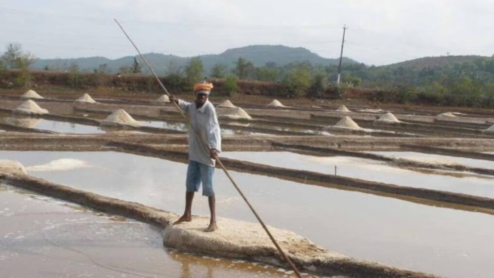 Sanikatta Salt: ಎಲ್ಲೂ ಸಿಗ್ತಿಲ್ಲ ಸಾಣಿಕಟ್ಟಾ ಉಪ್ಪು; ಉತ್ಪಾದನೆಯಲ್ಲಿ ಭಾರೀ ...