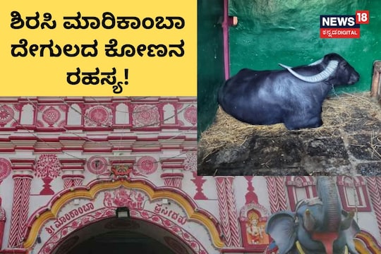 ಮಾರಿಕಾಂಬೆಯ ಪಟ್ಟದ ಕೋಣ! ಇದು ಬಾಹುಬಲಿಗಿಂತ ಅಜಾನುಬಾಹು! – News18 ಕನ್ನಡ