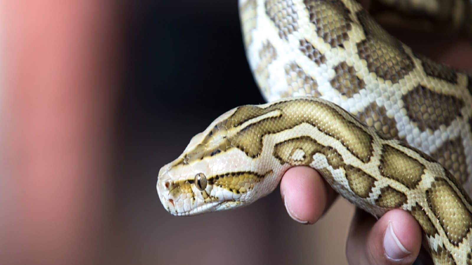 12 foot long python found in womans bathroom and the video goes viral ...