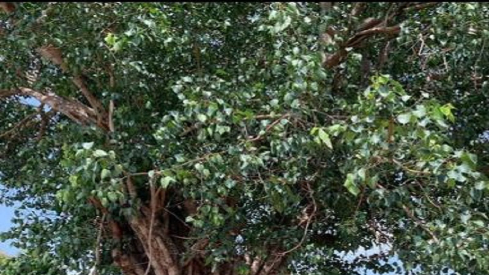 by worshiping peeple tree you can get rid of pitru paksha and shani ...