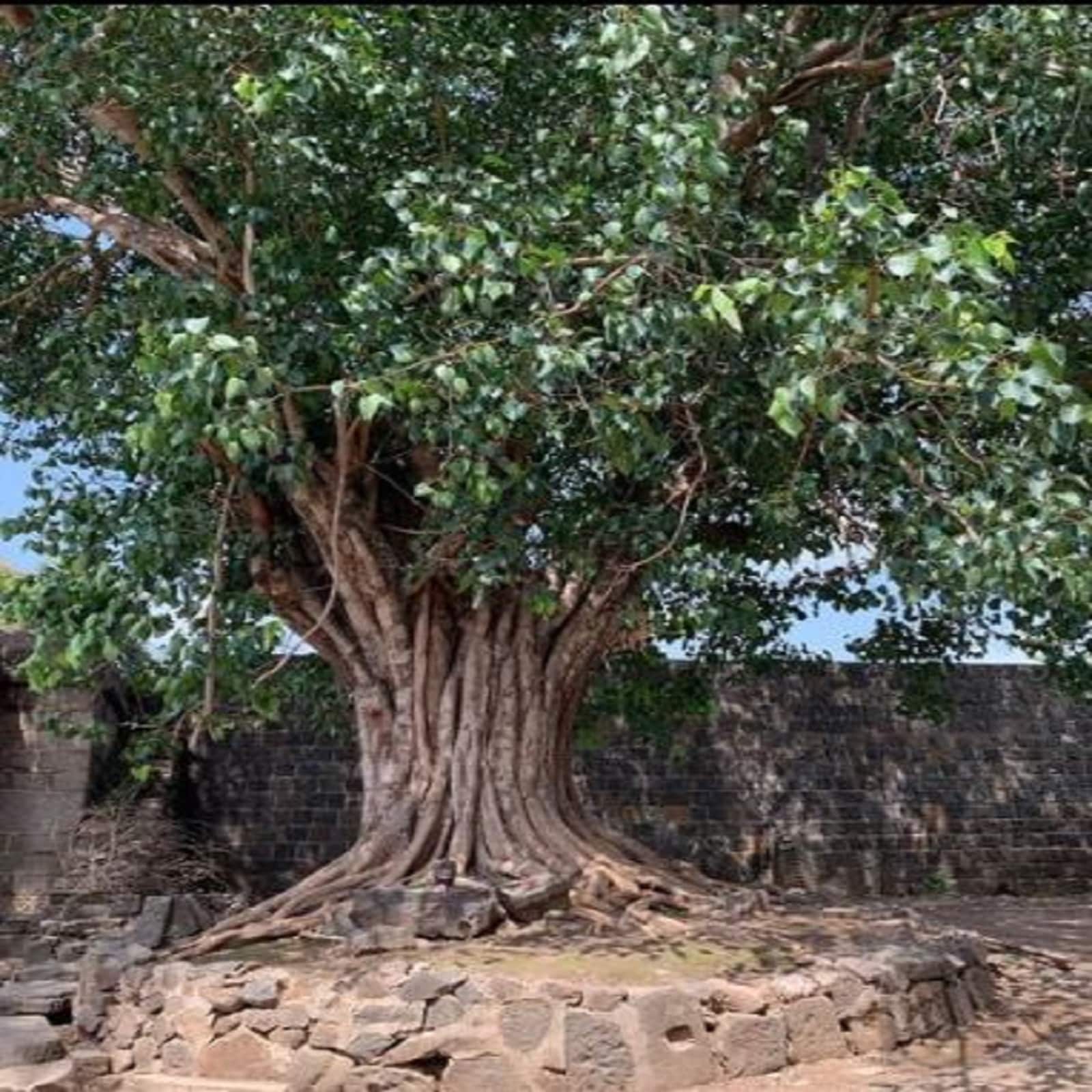 ಹಿಂದೂ ಧರ್ಮದಲ್ಲಿ ಅರಳಿ ಮರಕ್ಕಿದೆ ವಿಶೇಷ ಮಾನ್ಯತೆ; ಪಿತೃ ದೋಷ ನಿವಾರಣೆಗೆ ತಪ್ಪದೇ ...