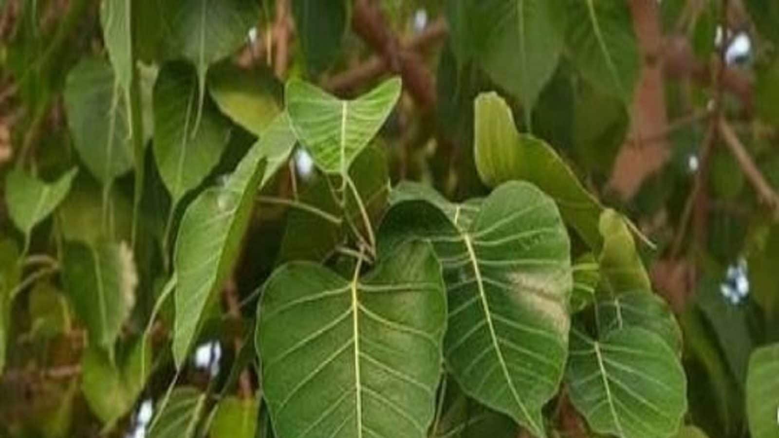 ಹಿಂದೂ ಧರ್ಮದಲ್ಲಿ ಅರಳಿ ಮರಕ್ಕಿದೆ ವಿಶೇಷ ಮಾನ್ಯತೆ; ಪಿತೃ ದೋಷ ನಿವಾರಣೆಗೆ ತಪ್ಪದೇ ...