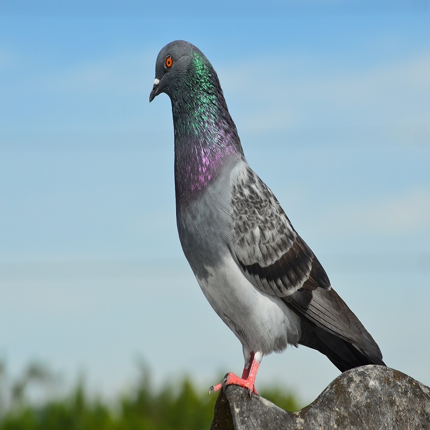 Pigeon Myths: ಮನೆಯಲ್ಲಿ ಪಾರಿವಾಳ ಗೂಡು ಕಟ್ಟಿದ್ರೆ ಶುಭವೋ-ಅಶುಭವೋ? – News18 ಕನ್ನಡ