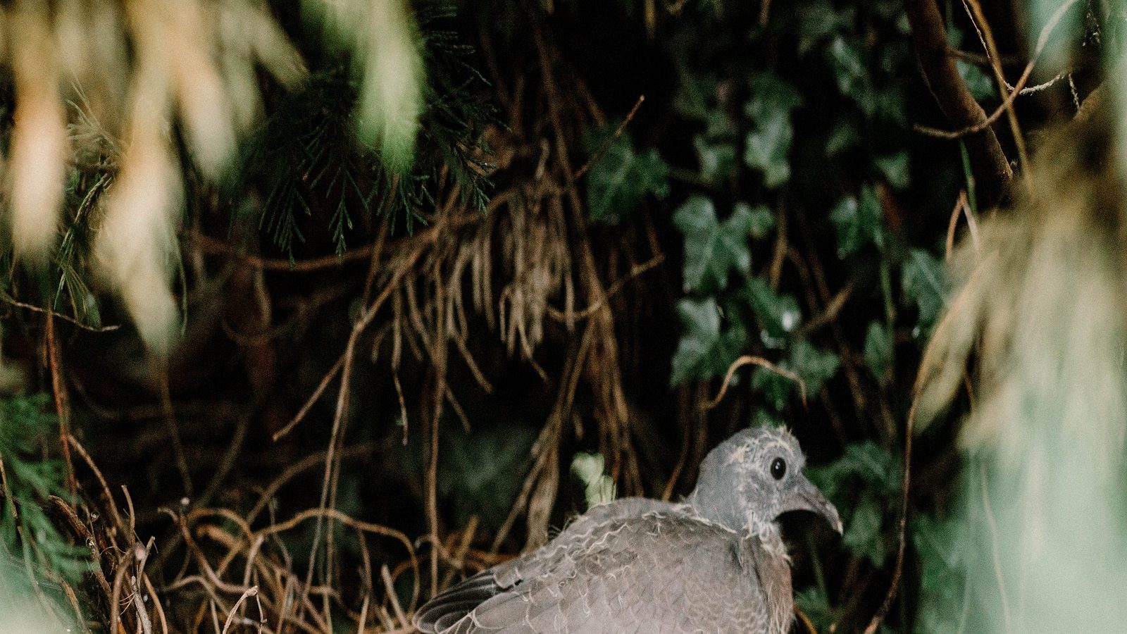 Pigeon Myths: ಮನೆಯಲ್ಲಿ ಪಾರಿವಾಳ ಗೂಡು ಕಟ್ಟಿದ್ರೆ ಶುಭವೋ-ಅಶುಭವೋ? – News18 ಕನ್ನಡ