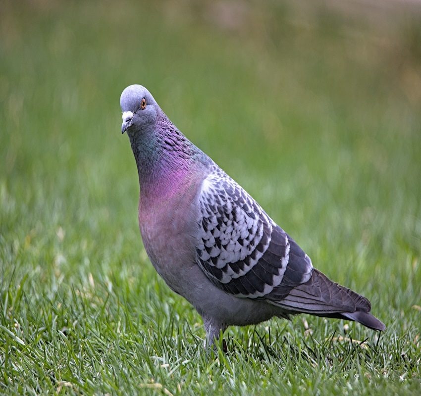 Pigeon Myths: ಮನೆಯಲ್ಲಿ ಪಾರಿವಾಳ ಗೂಡು ಕಟ್ಟಿದ್ರೆ ಶುಭವೋ-ಅಶುಭವೋ? – News18 ಕನ್ನಡ