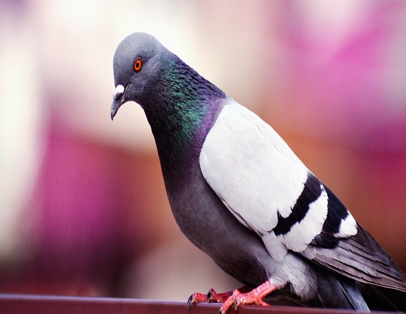 Pigeon Myths: ಮನೆಯಲ್ಲಿ ಪಾರಿವಾಳ ಗೂಡು ಕಟ್ಟಿದ್ರೆ ಶುಭವೋ-ಅಶುಭವೋ? – News18 ಕನ್ನಡ