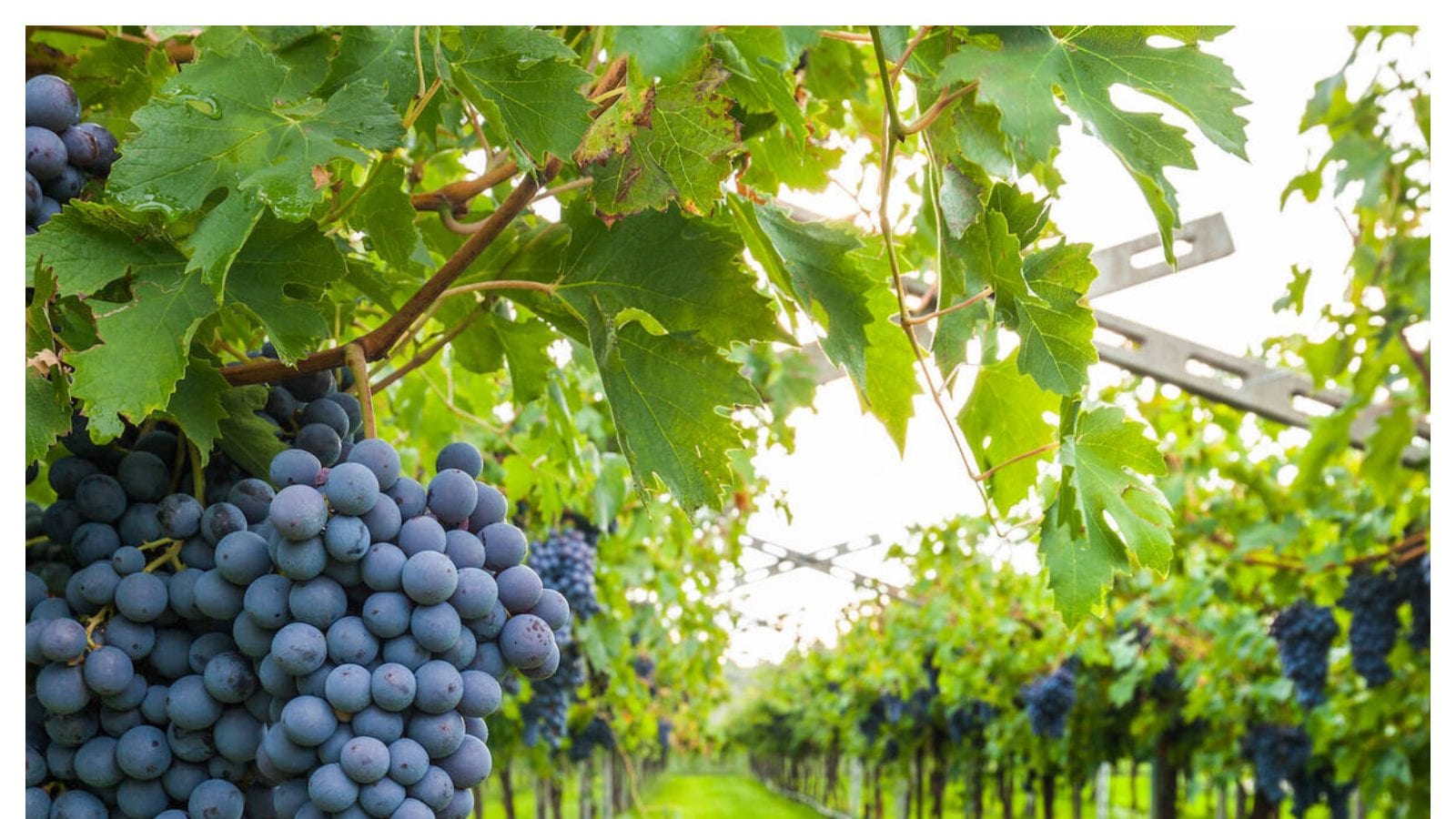 BEST India Wineries And Vineyards dont forget to visit | Indian ...