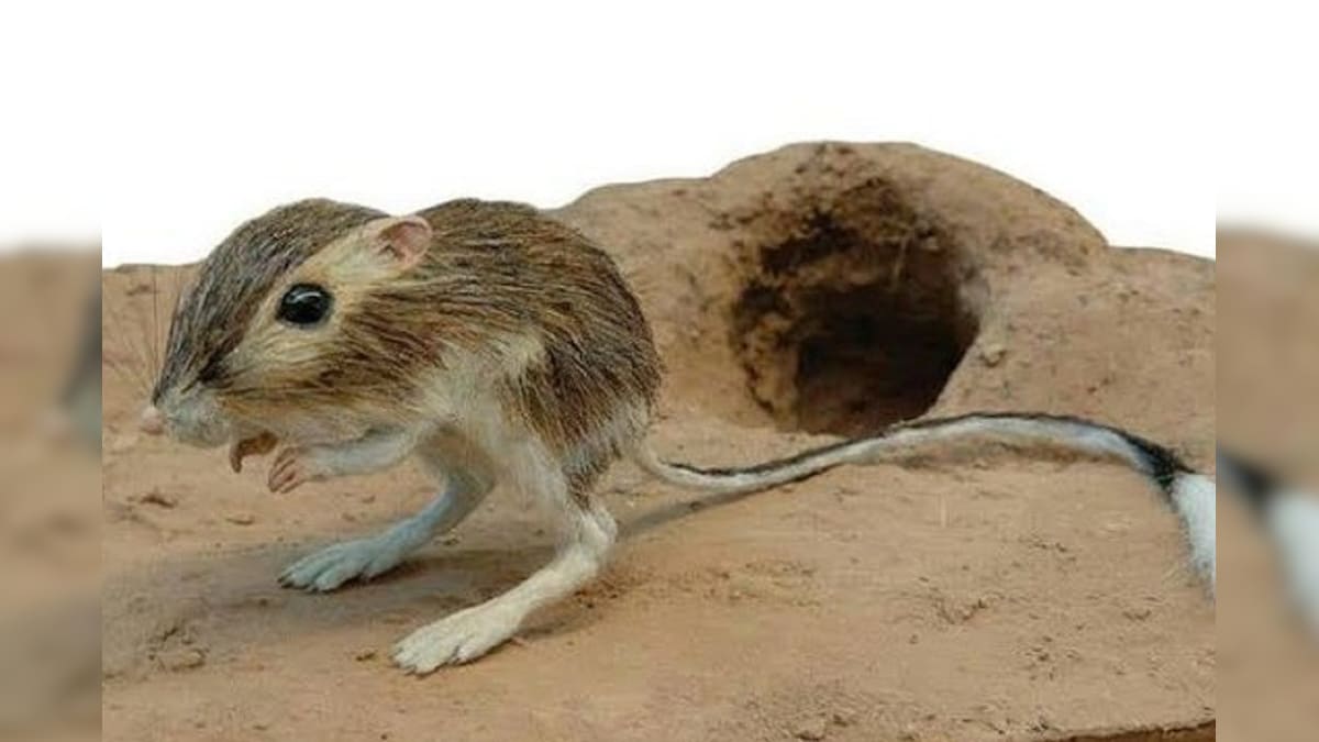 Mouse: ನೀರನ್ನೇ ಕುಡಿಯದೆ ಬದುಕುತ್ತೆ ಈ ಕಾಂಗರೂ ಇಲಿ! | - News18 Kannada