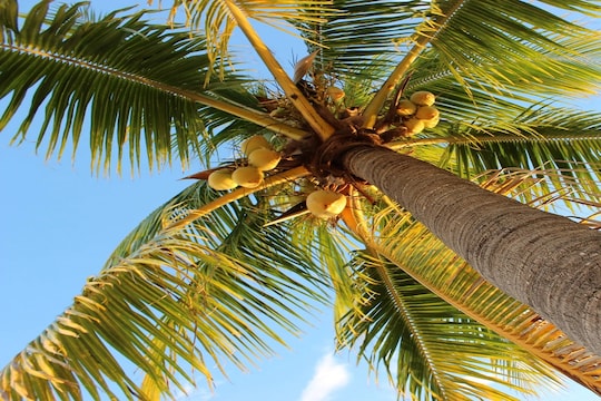 Coconut Tree: ವಾಸ್ತು ಪ್ರಕಾರ ಮನೆಯ ಈ ದಿಕ್ಕಿನಲ್ಲಿ ತೆಂಗಿನಮರ ನೆಟ್ಟರೆ ...