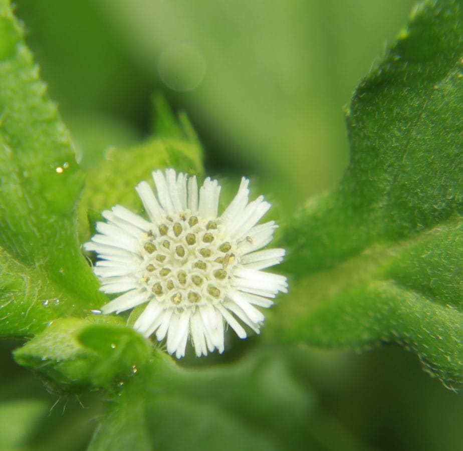 Bhringraj Oil For Winter: ಕೂದಲಿನ ಸರ್ವ ಸಮಸ್ಯೆಗೆ ಈ ಭೃಂಗರಾಜ್ ತೈಲ ...