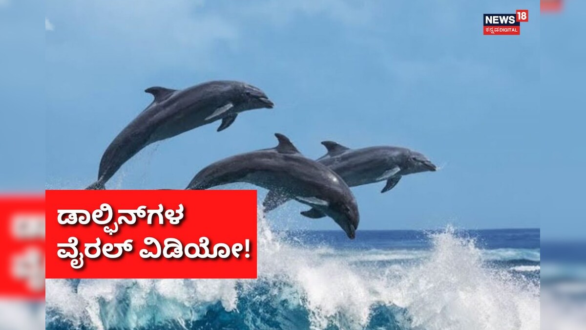 Dolphin Viral Video: ಡಾಲ್ಫಿನ್ ಗಳ ಹೈಜಂಪ್ ಸ್ಪರ್ಧೆ! ಕಣ್ಣಿಗೆ ಮಜವೋ ಮಜ ...