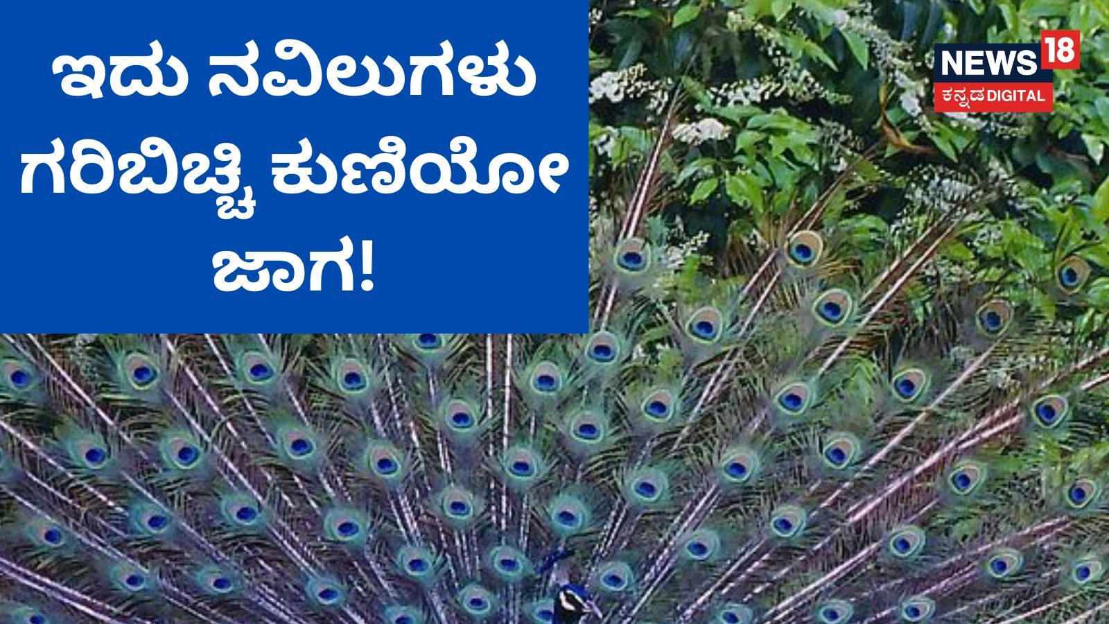 Peacock Park: 139 ಎಕರೆಯಲ್ಲಿ ಕರ್ನಾಟಕದ ಮೊದಲ ನವಿಲುಧಾಮ! ಆಹಾ, ಇದೇ ನಂದಗೋಕುಲ ...