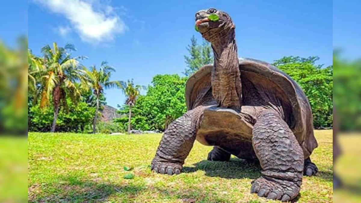 Turtle Story: ಈ ಆಮೆಯ ವಯಸ್ಸನ್ನು ಕೇಳಿದ್ರೇ ಪಕ್ಕಾ ಶಾಕ್ ಆಗ್ತೀರಾ! – News18 ಕನ್ನಡ