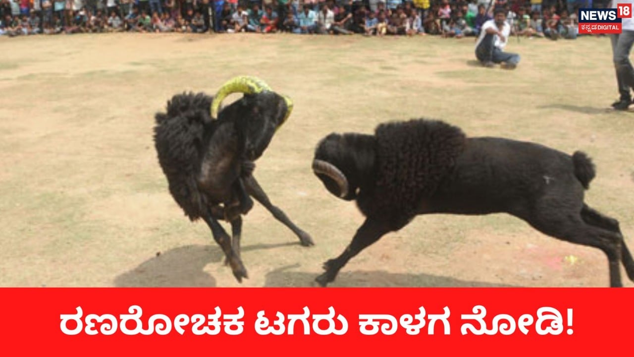 Tagaru Kalaga: ಬಾಗಲಕೋಟೆಯಲ್ಲಿ ಮೈನವಿರೇಳಿಸಿದ ಟಗರು ಕಾಳಗ! ವಿಡಿಯೋ ನೋಡಿ ...
