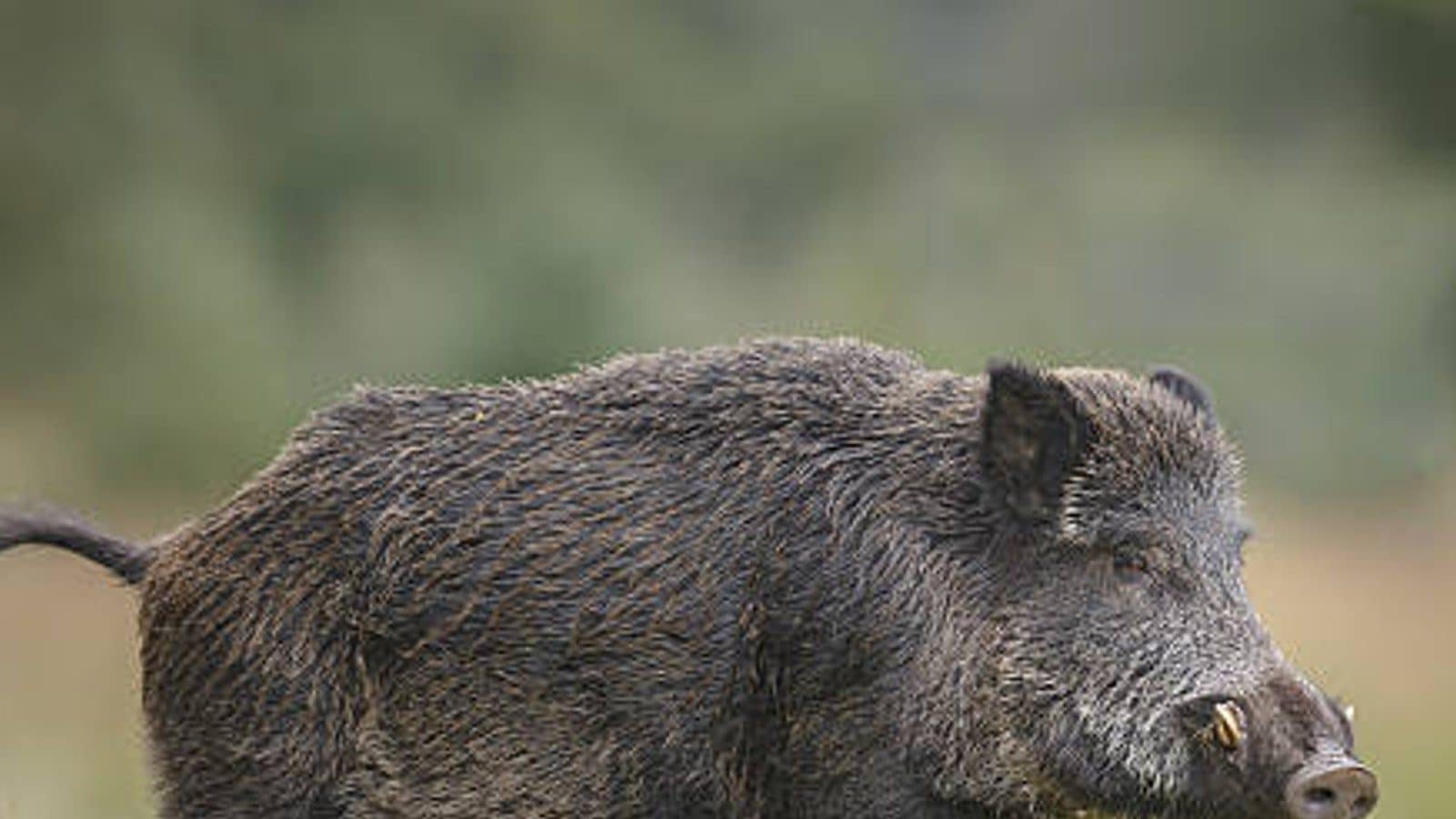 ಹಿಂದೂ ಪುರಾಣಗಳಲ್ಲಿ ಕಾಂತಾರ! ಊರಿನ ಹಾಗೂ ಕಾಡಿನ ಹಂದಿಗಿರುವ ಭಿನ್ನತೆಗಳೇನು? | The ...