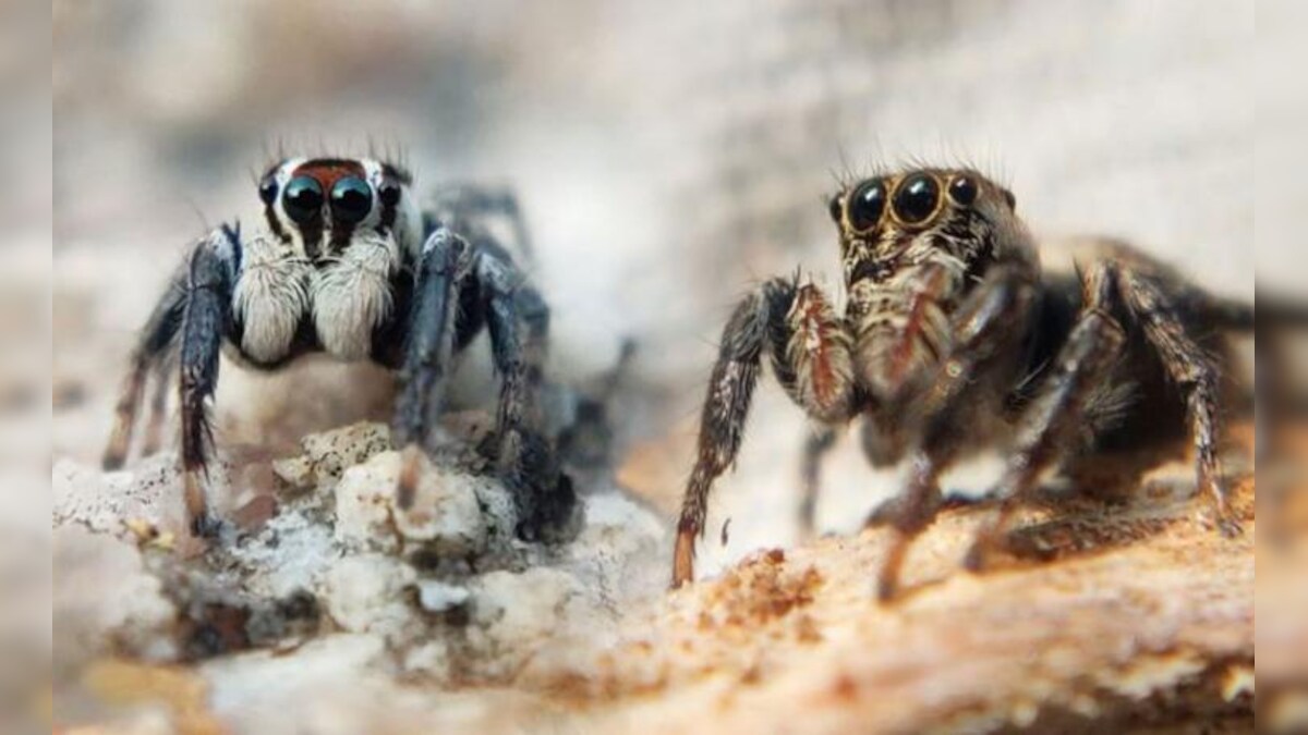 New Spider: ಕಣ್ಣು ಮುಚ್ಚಿ ಬಿಡುವ ಒಳಗೆ ಮಾಯ ಆಗುತ್ತೆ ಈ ಜೇಡ! ಸಖತ್ ...