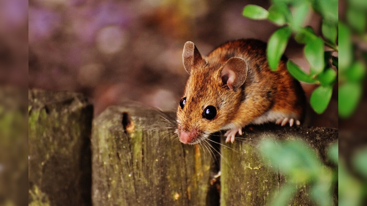 Longest living Rat: ಜಗತ್ತಿನಲ್ಲಿ ಅತಿ ಹೆಚ್ಚು ಸಮಯ ಬದುಕಿರೋ ಇಲಿ ಇದಂತೆ ...
