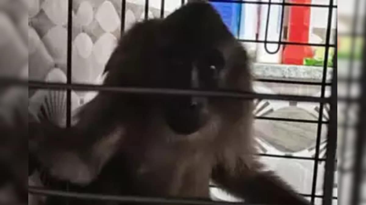 Yaki Monkey: ಬೆಂಗಳೂರಿನ ಮನೆಯಲ್ಲಿ ಅಕ್ರಮವಾಗಿ ಸಾಕುತ್ತಿದ್ದ 135ಕ್ಕೂ ಹೆಚ್ಚು ...