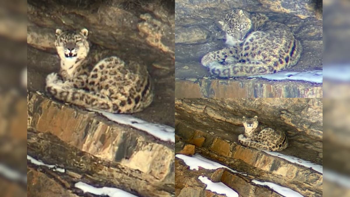 Snow Leopard: ಹಿಮಾಚಲ ಪ್ರದೇಶದ ಕಣಿವೆಯಲ್ಲಿ ಅಪರೂಪದ ಹಿಮಚಿರತೆ ಪತ್ತೆ, ವಾರದಲ್ಲಿ ...