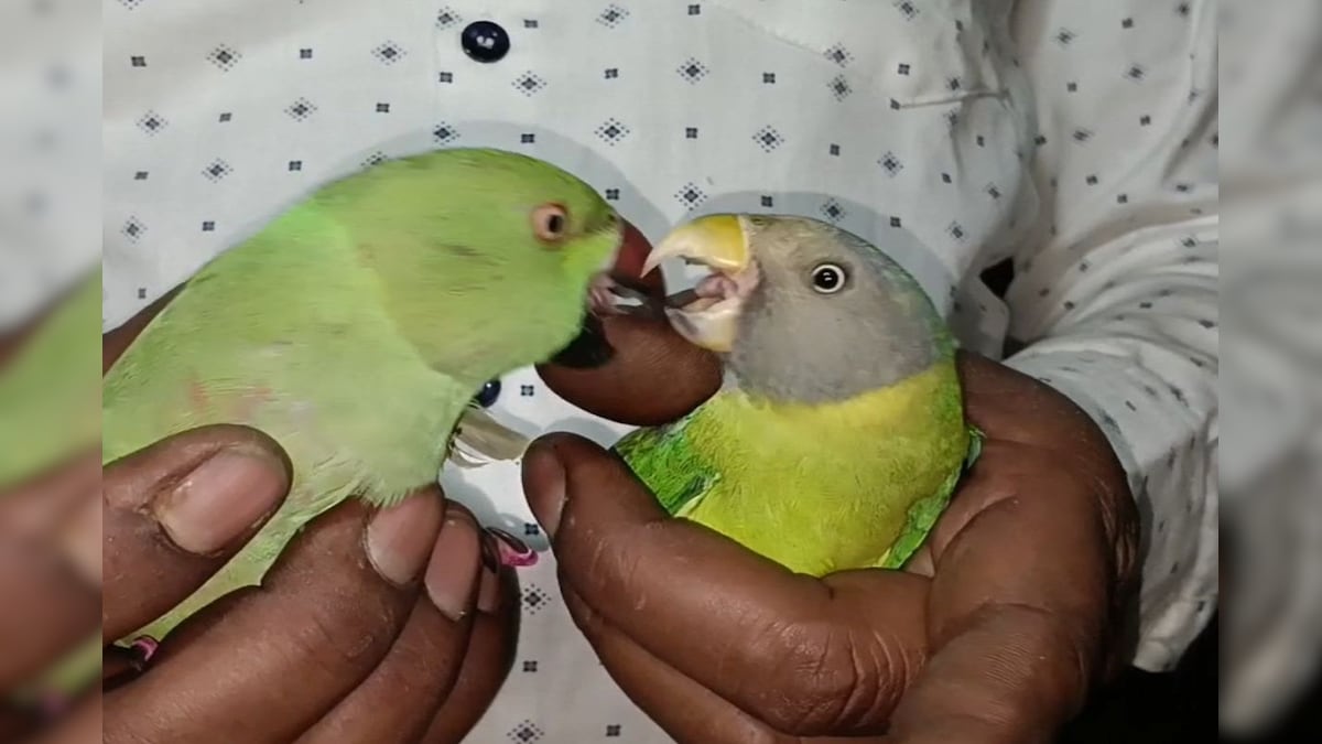 Parrot Marriage: ವಂಶ ಬೆಳೆಯಬೇಕು ಅಂತ ಗಿಳಿಗಳ ಮದುವೆ ಮಾಡಿಸಿದ ಕುಟುಂಬ! ಇನ್ನೂ ...