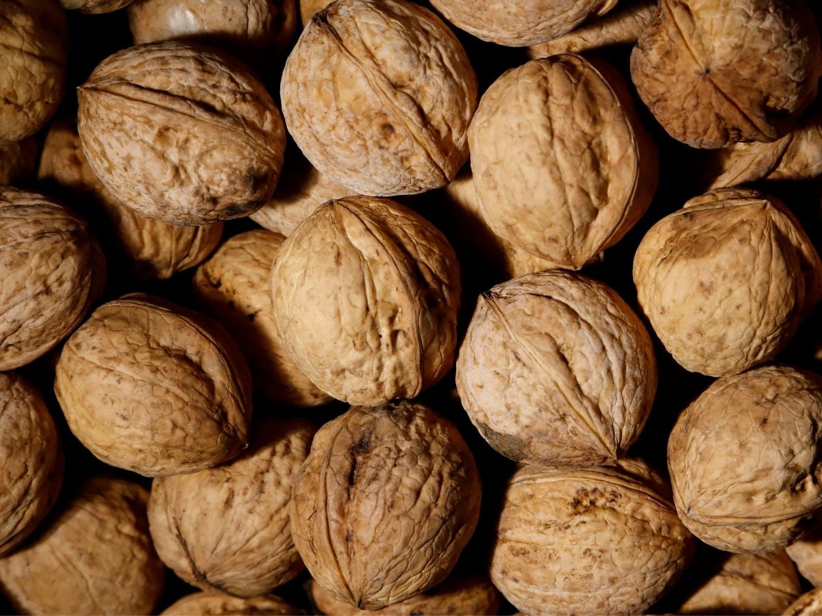 Original vs Fake Walnut: ನೀವು ತಿನ್ನುವ ವಾಲ್ ನಟ್ ಅಸಲಿಯೋ, ನಕಲಿಯೋ?: ಪತ್ತೆ ...