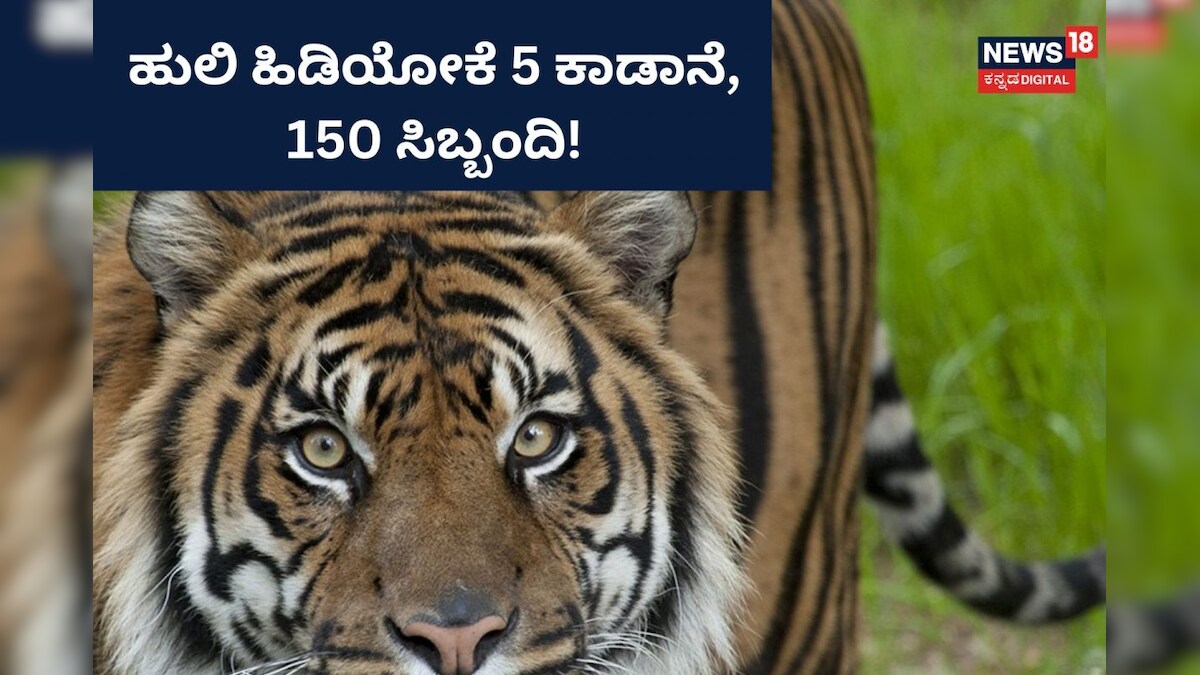 Kodagu Tiger: ಈ ಹುಲಿ ಹಿಡಿಯೋಕೆ ಬೇಕಾಯ್ತು 5 ಕಾಡಾನೆ, 20 ಬಗೆಯ ಆಯುಧ,150 ...