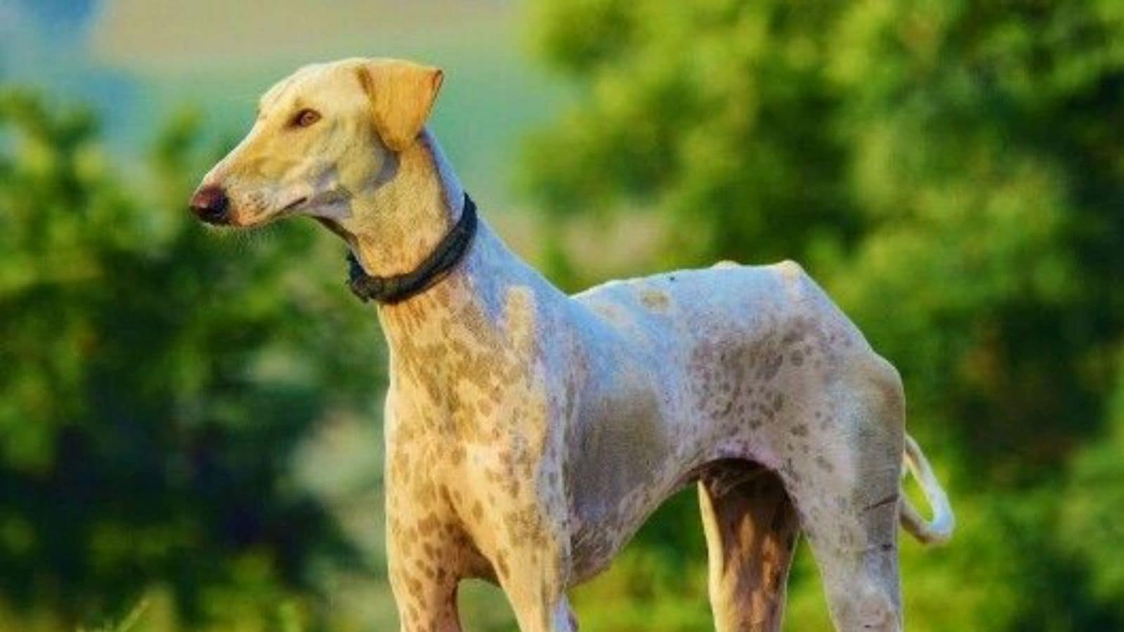 Mudhol Hound Dogs: 3 ರಾಜ್ಯಗಳ ಶ್ವಾನಗಳನ್ನು ಹಿಂದಿಕ್ಕಿ ಬಹುಮಾನ ಗೆದ್ದ ಮುಧೋಳ ...