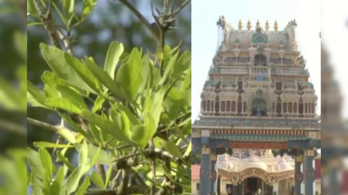 Maha Shivaratri: ಕಾಫಿನಾಡಲ್ಲಿದೆ ಅಪರೂಪದ ಬಿಲ್ವಪತ್ರೆ ವನ; ಸಾವಿರಾರು ಮರಗಳಿರುವ ...