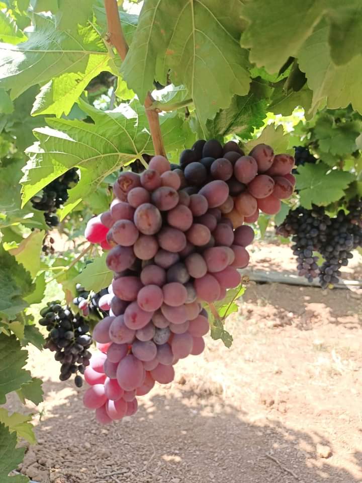 Vijayapura Grapes: ಕಂಡು ಕೇಳರಿಯದ ಹಲವು ಬಗೆಯ ದ್ರಾಕ್ಷಿ, ಇಷ್ಟು ಕಡಿಮೆ ಬೆಲೆಗೆ ...