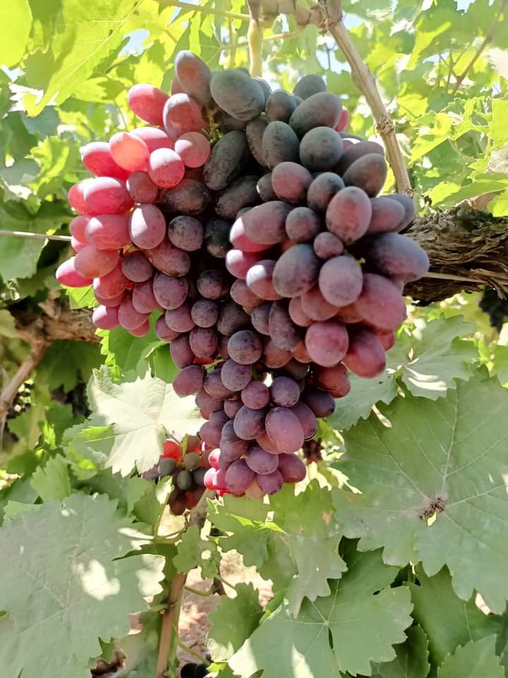 Vijayapura Grapes: ಕಂಡು ಕೇಳರಿಯದ ಹಲವು ಬಗೆಯ ದ್ರಾಕ್ಷಿ, ಇಷ್ಟು ಕಡಿಮೆ ಬೆಲೆಗೆ ...