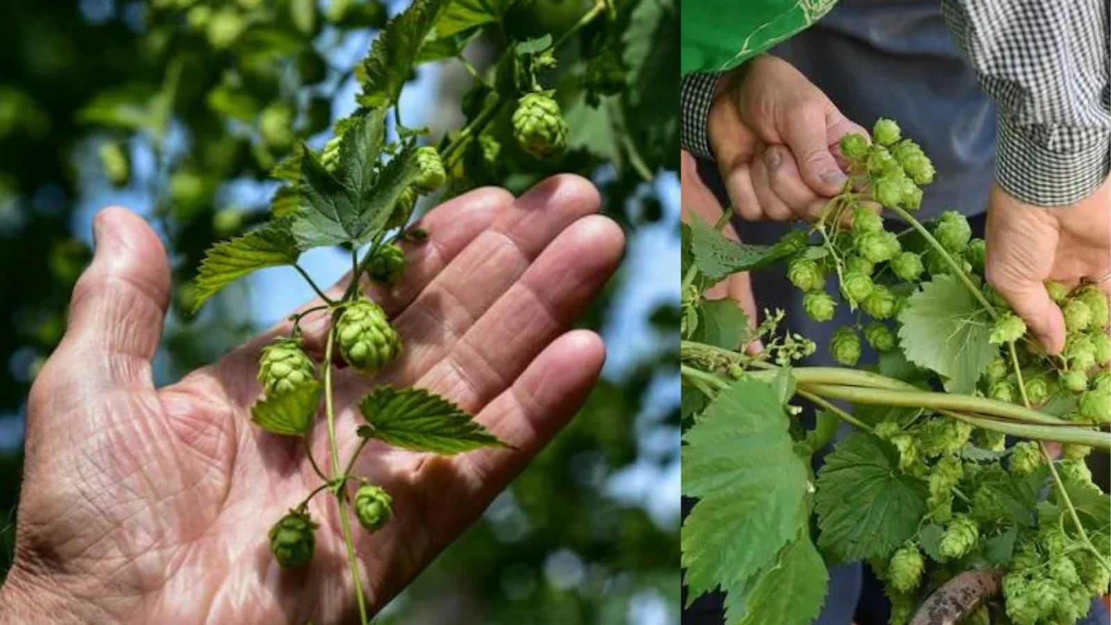 world s most expensive vegetable hop shoots sells for 85 thousand to ...