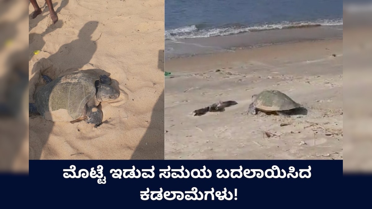 ಮೊಟ್ಟೆ ಇಡುವ ಸಮಯ ಬದಲಾಯಿಸಿದ ಕಡಲಾಮೆ! – News18 ಕನ್ನಡ