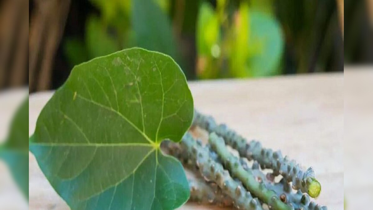 Giloy Benefits: ಡಯಾಬಿಟಿಸ್ ನಿಂದ ತೂಕ ಇಳಿಕೆಯವರೆಗೆ ಗಿಲೋಯ್ ಪ್ರಯೋಜನಗಳಿವು ...