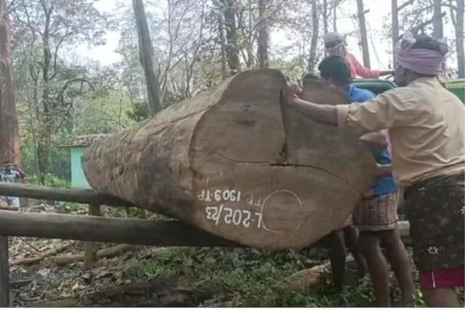 Teak Tree: ಬರೋಬ್ಬರಿ 40 ಲಕ್ಷಕ್ಕೆ ಮಾರಾಟವಾಗಿದೆ ಈ ತೇಗದ ಮರ, ಸಾರ್ವಕಾಲಿಕ ದಾಖಲೆ ...